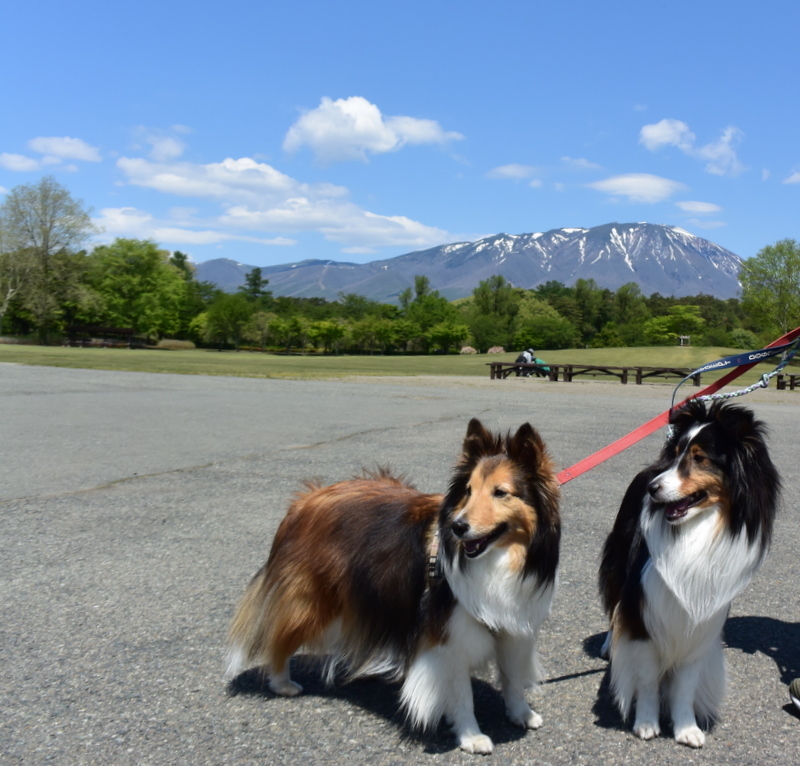 小岩井農場へ: おでん一家のはちゃめちゃ日記